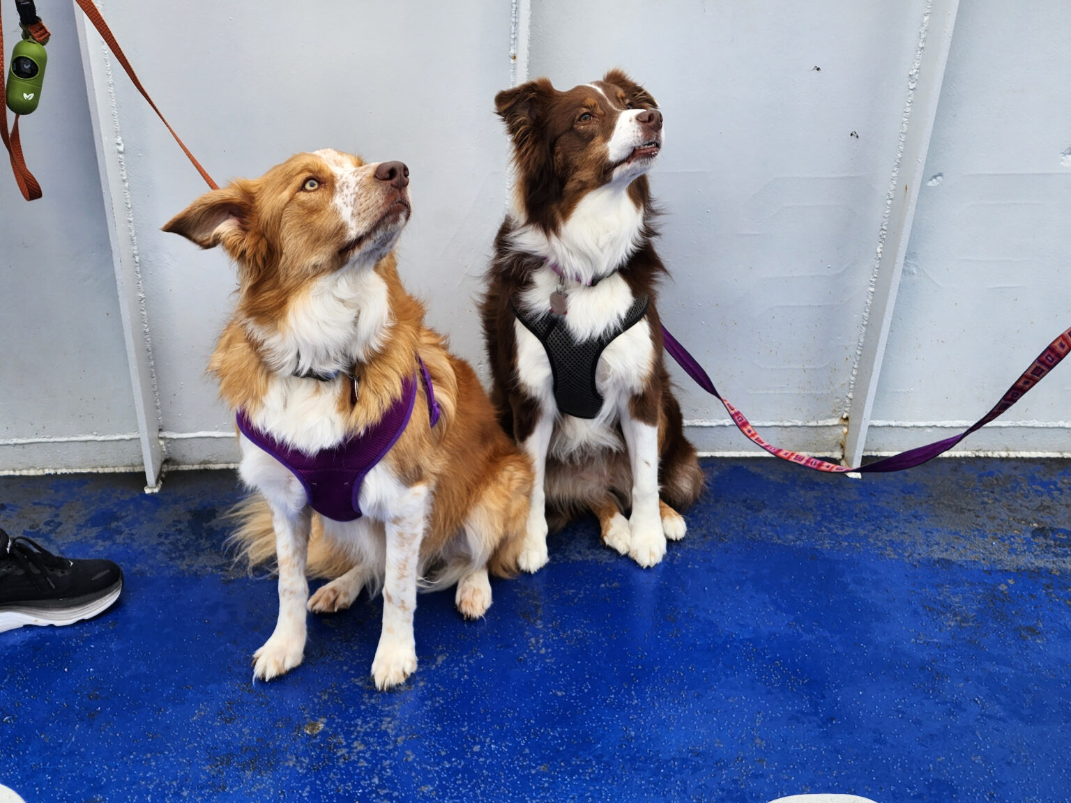 Can I Bring My Pet on the Ferry? | Cape May – Lewes Ferry